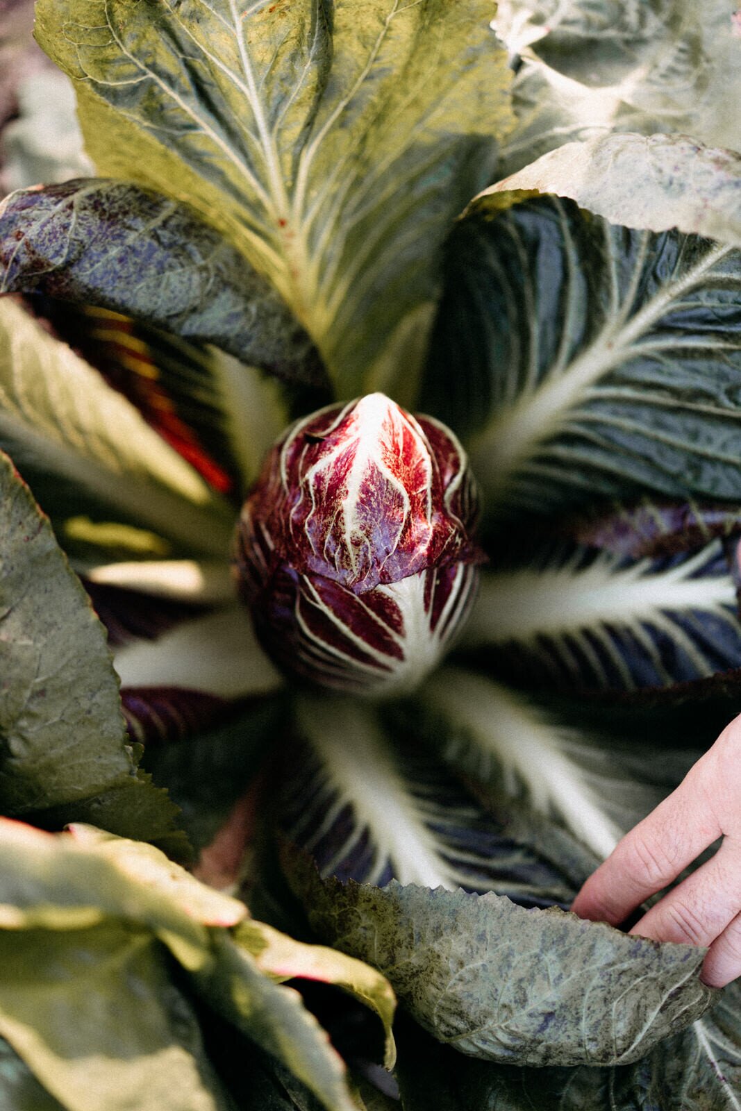 Regenerative farming | Oostwegel Collection | Oostwegel Collection